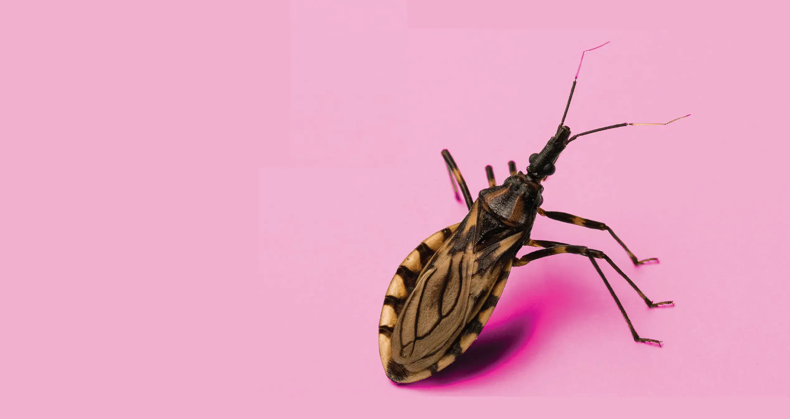 Cook's Pest Control
